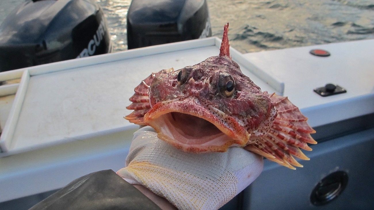 The Marine Reserve – Redfish Rocks Community Team